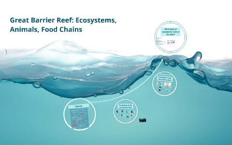 Great Barrier Reef: Animals, Ecosystems, Food Chains by Emilie Scott on ...