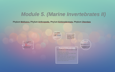 Module 5. (Marine Invertebrates II) by Angelina Thruston on Prezi