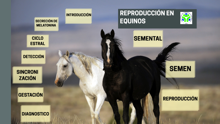 REPRODUCCIÓN EN EQUINOS by Clara María Cervantes Real on Prezi