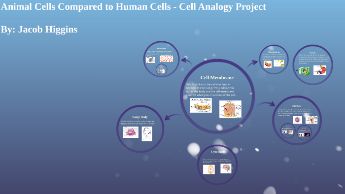 Animal Cells Compared to Human Cells - Cell Analogy Project by Jacob ...