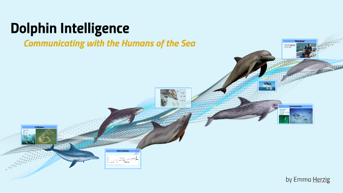 Dolphin Intelligence by Emma aaa on Prezi