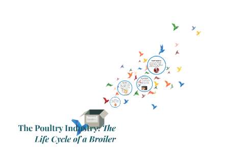 The Poultry Industry: The Life Cycle of a Broiler by Kolton Reed on Prezi