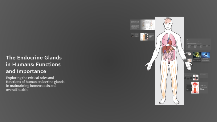 The Endocrine Glands in Humans: Functions and Importance by Antonia ...