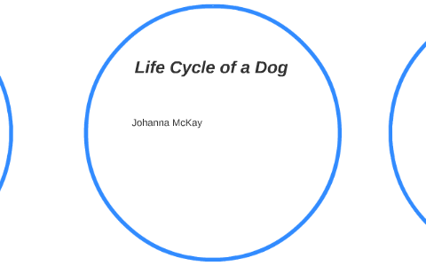 Life Cycle Elephant by johanna mckay on Prezi