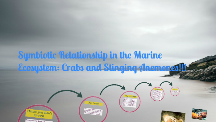 Symbiotic Relationship in the Marine Ecosystem by Bryan Barrow on Prezi