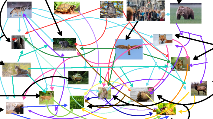 Forest Food Web(Humans) by jackson Odinga on Prezi