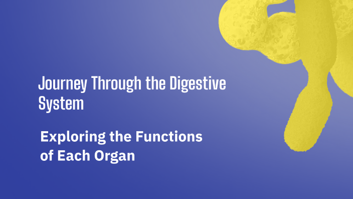Journey Through the Digestive System by Nourhan on Prezi