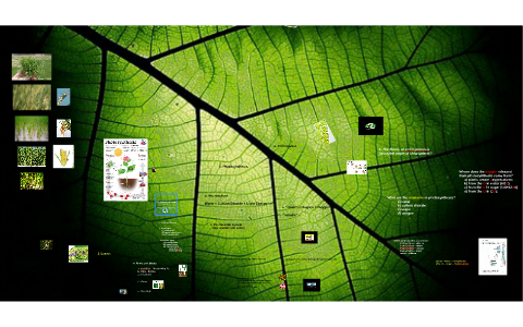 The Structure of Plants by Dan Cloer on Prezi