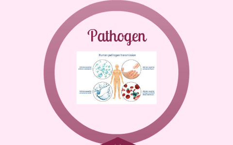 Pathogen flow chart by sydney stecha on Prezi