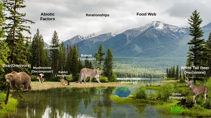 Justin Lammers Environment by Justin Lammers on Prezi