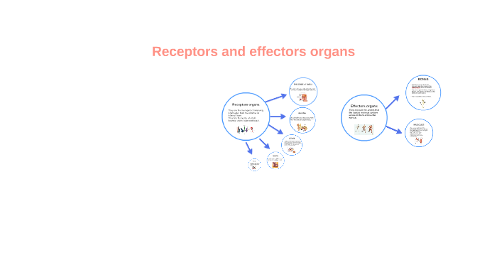 Receptors and effectors organs by Paula Rabadán on Prezi