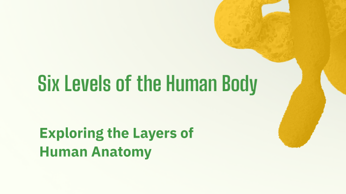 Six Levels of the Human Body by Katiii Haggerty on Prezi