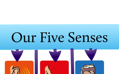 Our Five Senses by Jenna Maine on Prezi