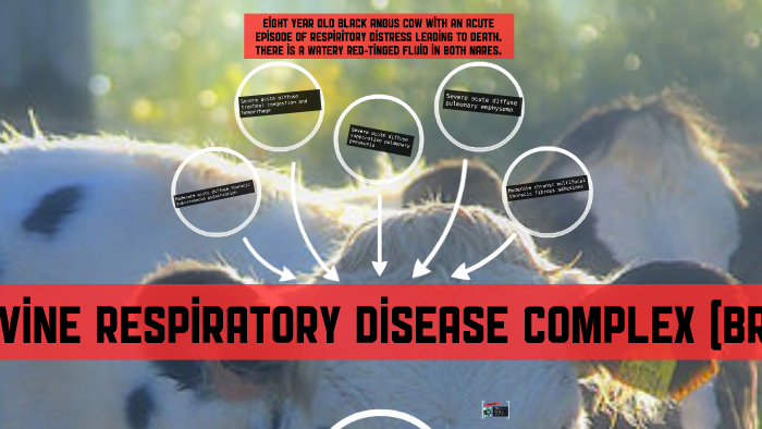 Bovine Respiratory Disease Complex (BRD) by Eric Fold on Prezi