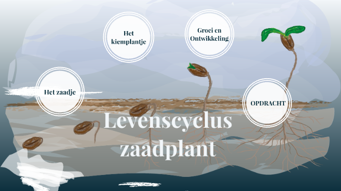 Levenscyclus zaadplant M4 by Lars den Enting on Prezi