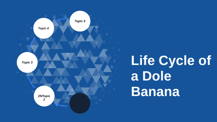 Banana life cycle by Jessica Salamone on Prezi