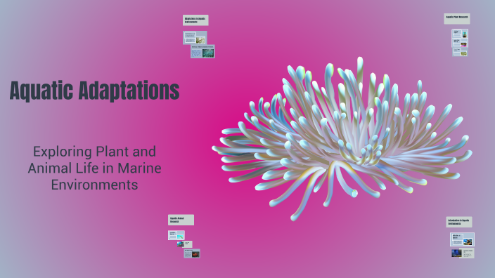 Aquatic Adaptations by Sydney Wooldridge on Prezi