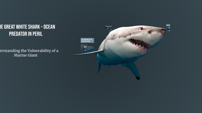 The Great White Shark – Ocean Predator in Peril by Diego Portillo ...