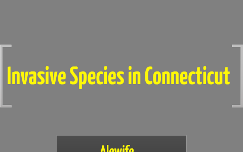 Invasive Species in Connecticut by Geoff Horvath on Prezi