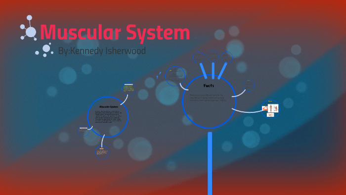 Muscular System by kennedy isherwood on Prezi