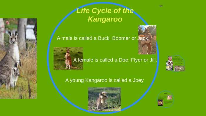 Twinkl Kangaroo Life Cycle