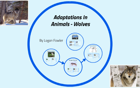Adaptations In Animals - Wolves by Logan Fowler