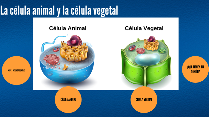la célula animal y la célula vegetal by Alexandra Videla on Prezi