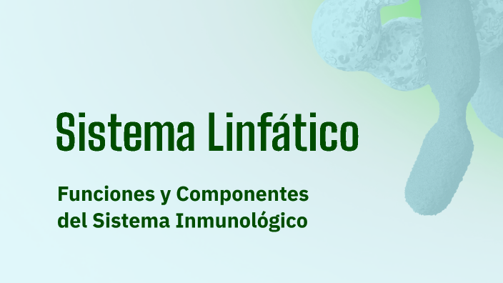 Sistema Linfático by solymar zonac on Prezi