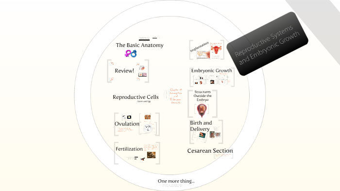 Prenatal Development by Michelle Hiett on Prezi