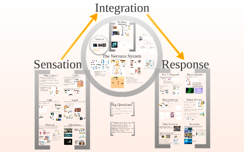 AP Bio- Communication 5: Sensation, Integration, Response by David ...