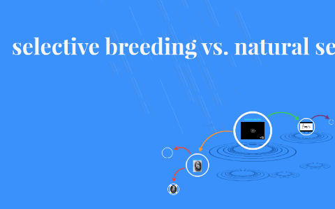 selective breeding vs. natural selection by steve blockhead on Prezi