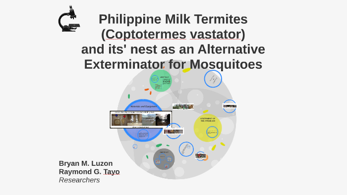 Philippine Milk Termites (Coptotermes vastator) by Bryan Luzon on Prezi