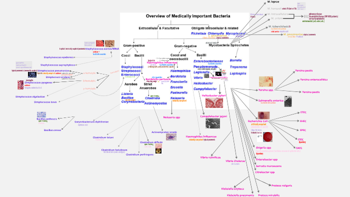 Medically relevant bacteria by Melanie Zhang on Prezi