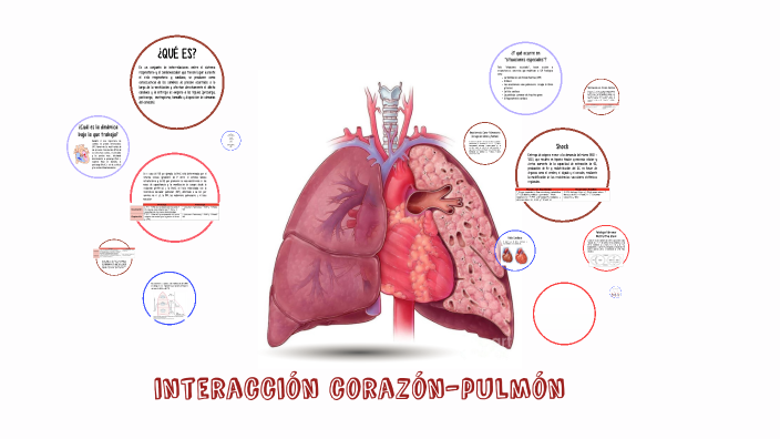 Interacción Corazón-Pulmón by Laura Gutiérrez on Prezi