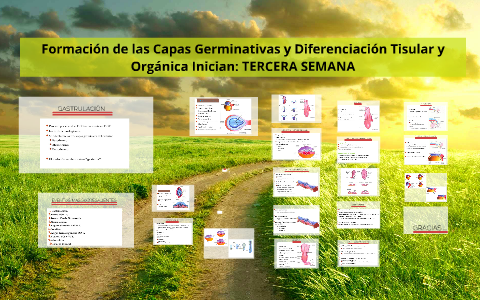 Formación de las Capas Germinativas y Diferenciación Tisular by Luis ...