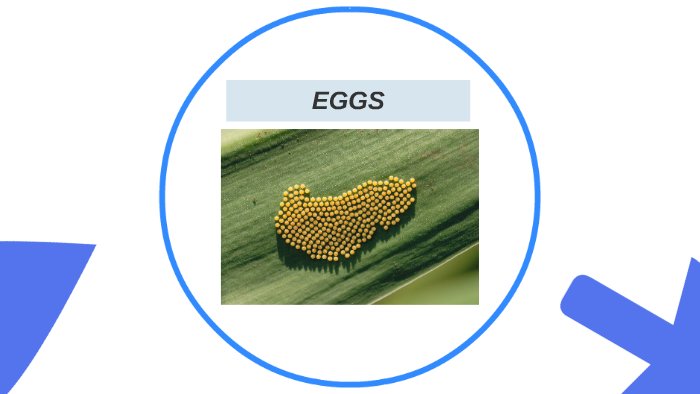 THE LIFE CYCLE OF A BUTTERFLY by Macie Ford-Asnicar on Prezi
