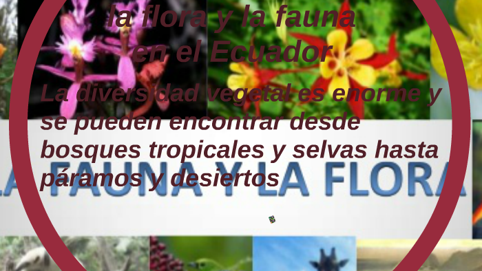 la flora y la fauna by Damaris Criollo on Prezi