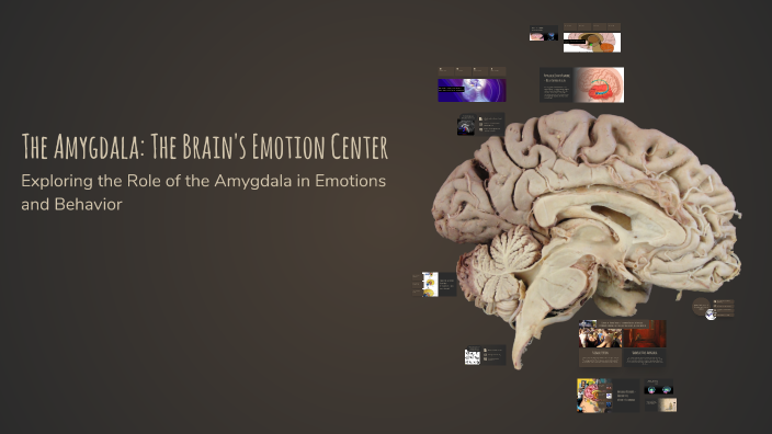 The Amygdala: The Brain's Emotion Center by Baran Mehralizadeh on Prezi