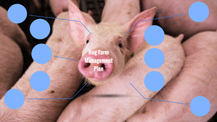 Hog Farm Management Plan Presentation by Isabella Barefoot on Prezi
