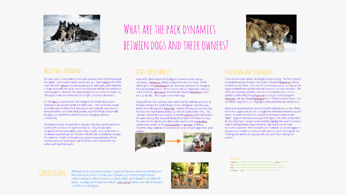 What are the pack dynamics between dogs and their owners? by Ainsley ...