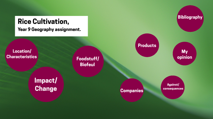 Rice Cultivation, Geography by Riley Kerr on Prezi