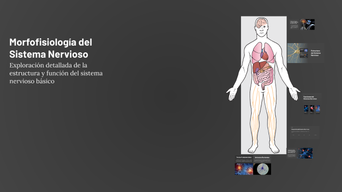 Morfofisiología del Sistema Nervioso by Alfredo Segundo Bolano Navarro on Prezi