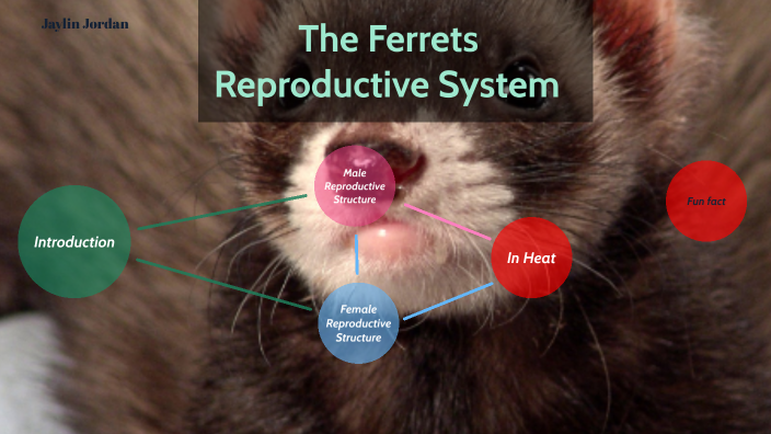Ferrets Reproductive System by YoungJJ 11 on Prezi