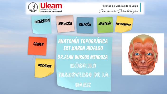 Musculo Trasnverso by Karen Hidalgo on Prezi