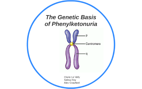 The Genetic Basis of Phenylketonuria by Selina Roy on Prezi