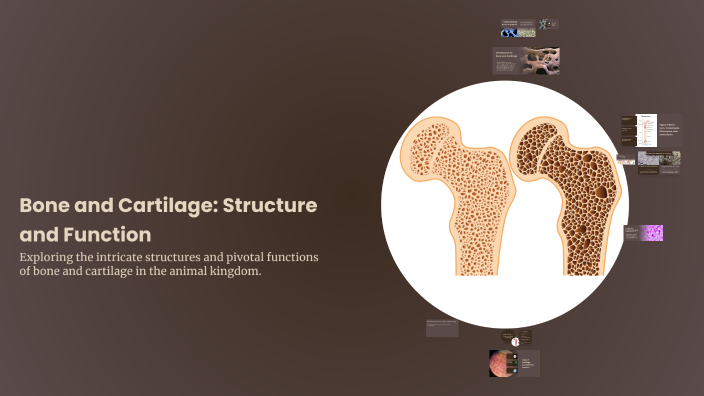 Bone and Cartilage: Structure and Function by Maryam Sakr on Prezi