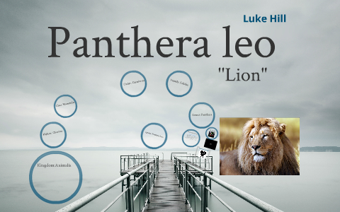 Lion Classification by Luke Hill on Prezi