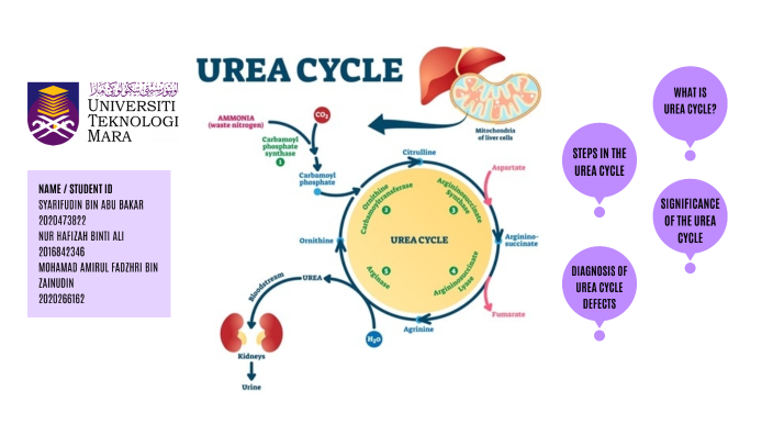 UREA CYCLE by Syarifudin Abu Bakar on Prezi