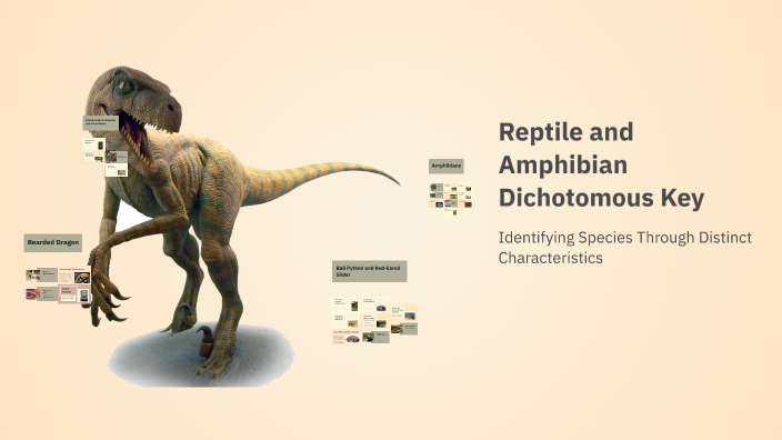 Reptile and Amphibian Dichotomous Key by Zander Gundrum on Prezi