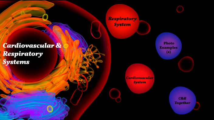 Cardiovascular & Respiratory System Presentation by Mikayla Johnson on ...